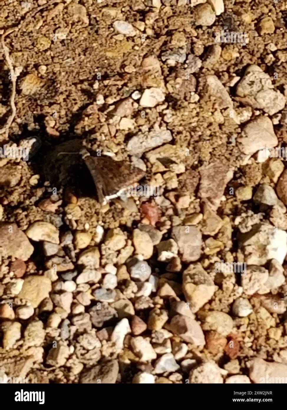 Funereal Duskywing (Erynnis funeralis) Insecta Stock Photo - Alamy