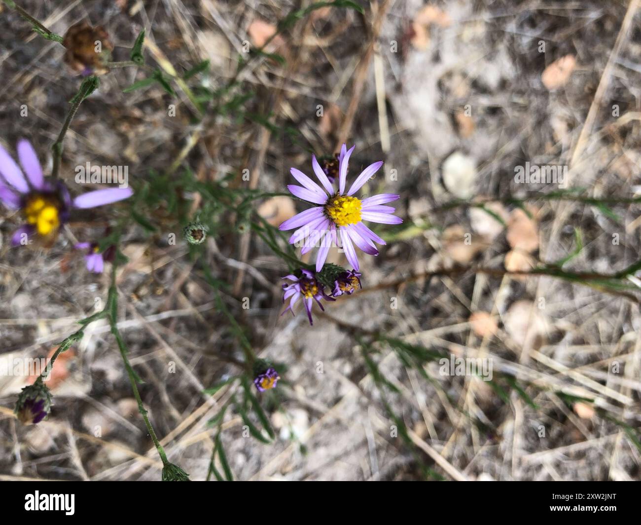 California Aster (Corethrogyne filaginifolia) Plantae Stock Photo - Alamy