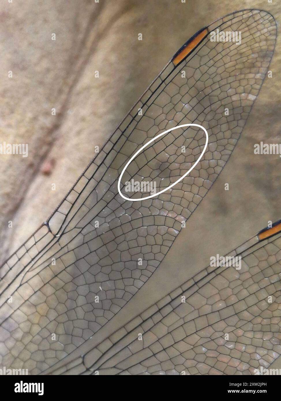 Southern Skimmer (Orthetrum brunneum) Insecta Stock Photo - Alamy