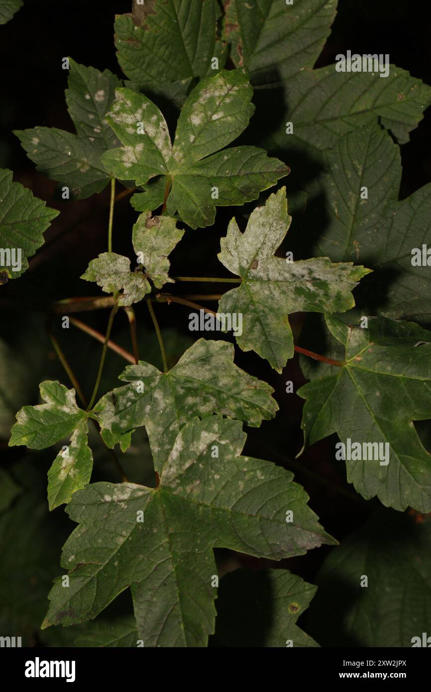maple mildew (Sawadaea bicornis) Fungi Stock Photo - Alamy