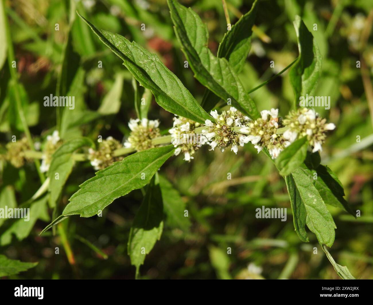 American bugleweed (Lycopus americanus) Plantae Stock Photo - Alamy