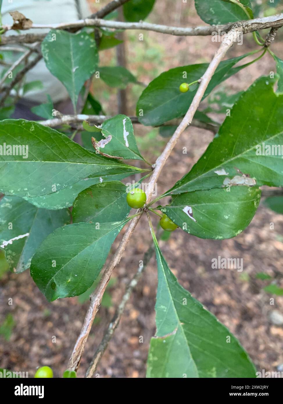 possumhaw (Ilex decidua) Plantae Stock Photo - Alamy