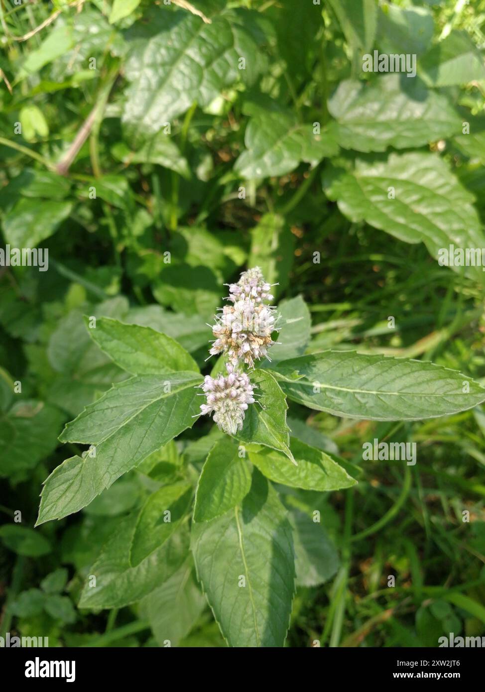 Horse Mint (Mentha longifolia) Plantae Stock Photo - Alamy