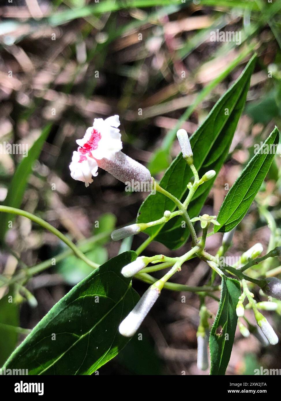 skunk vine (Paederia foetida) Plantae Stock Photo - Alamy