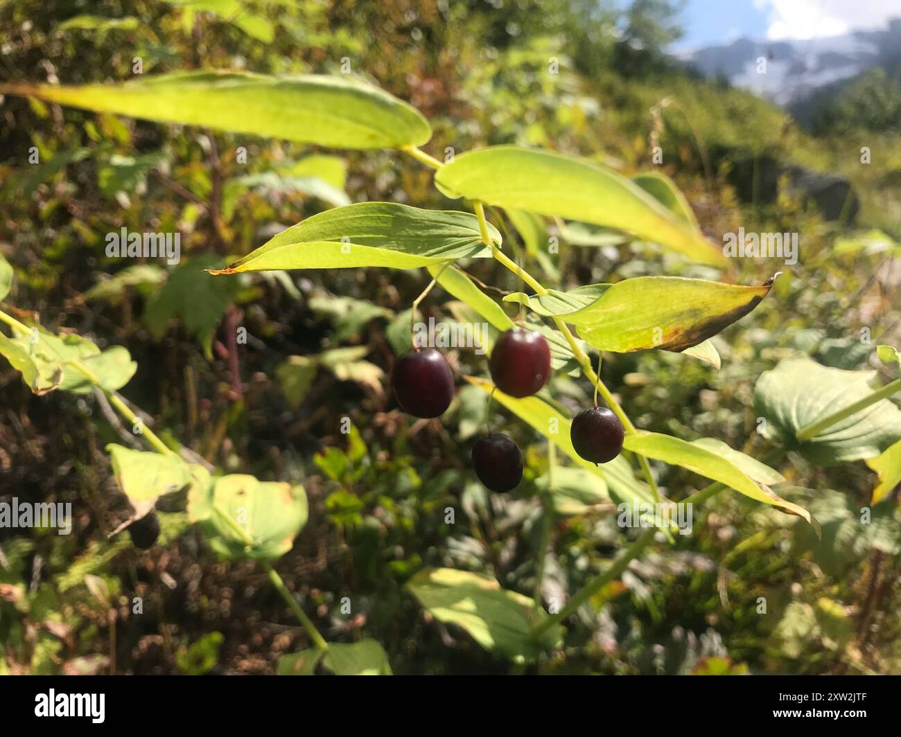 white twisted-stalk (Streptopus amplexifolius) Plantae Stock Photo - Alamy