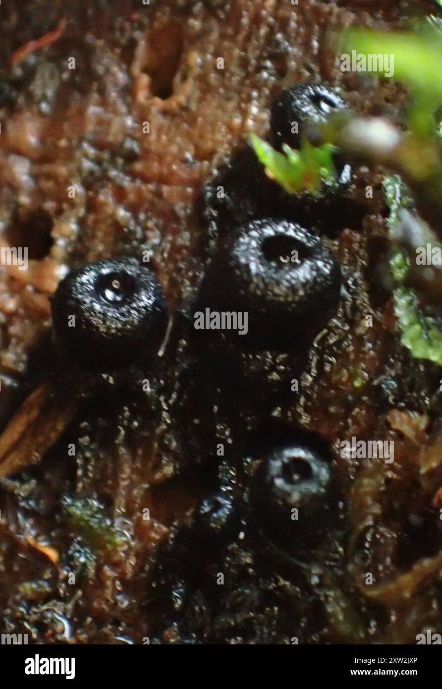 (Plectania platensis) Fungi Stock Photo - Alamy