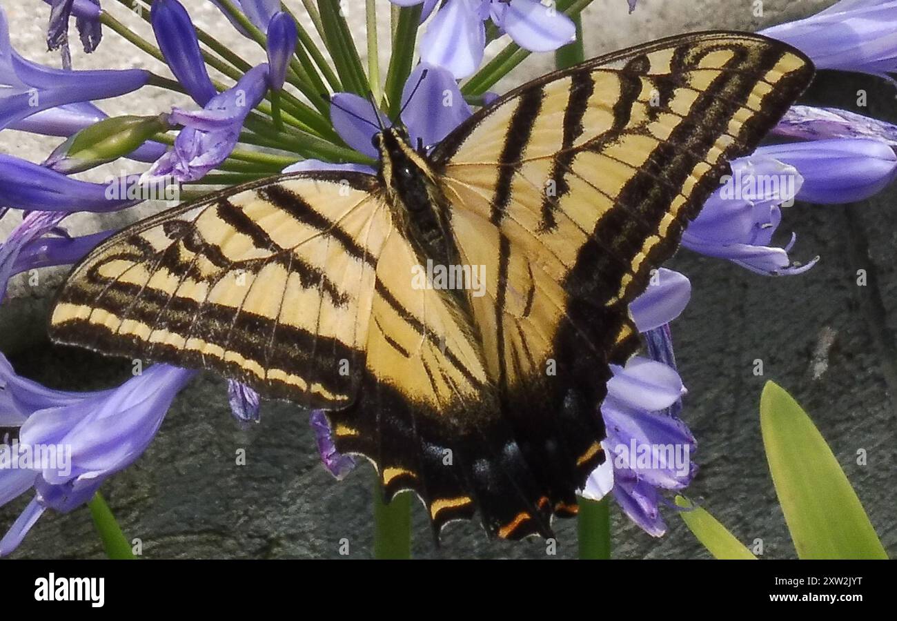 Two-tailed Swallowtail (Papilio multicaudata) Insecta Stock Photo - Alamy