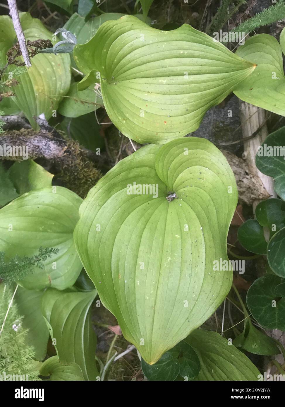 Western Lily of the Valley (Maianthemum dilatatum) Plantae Stock Photo ...