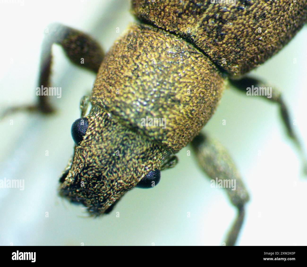 Fuller's rose weevil (Pantomorus cervinus) Insecta Stock Photo - Alamy