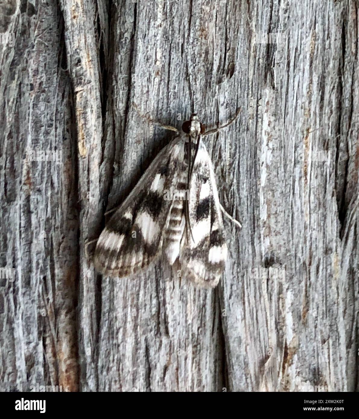 Polymorphic Pondweed Moth (Parapoynx maculalis) Insecta Stock Photo - Alamy