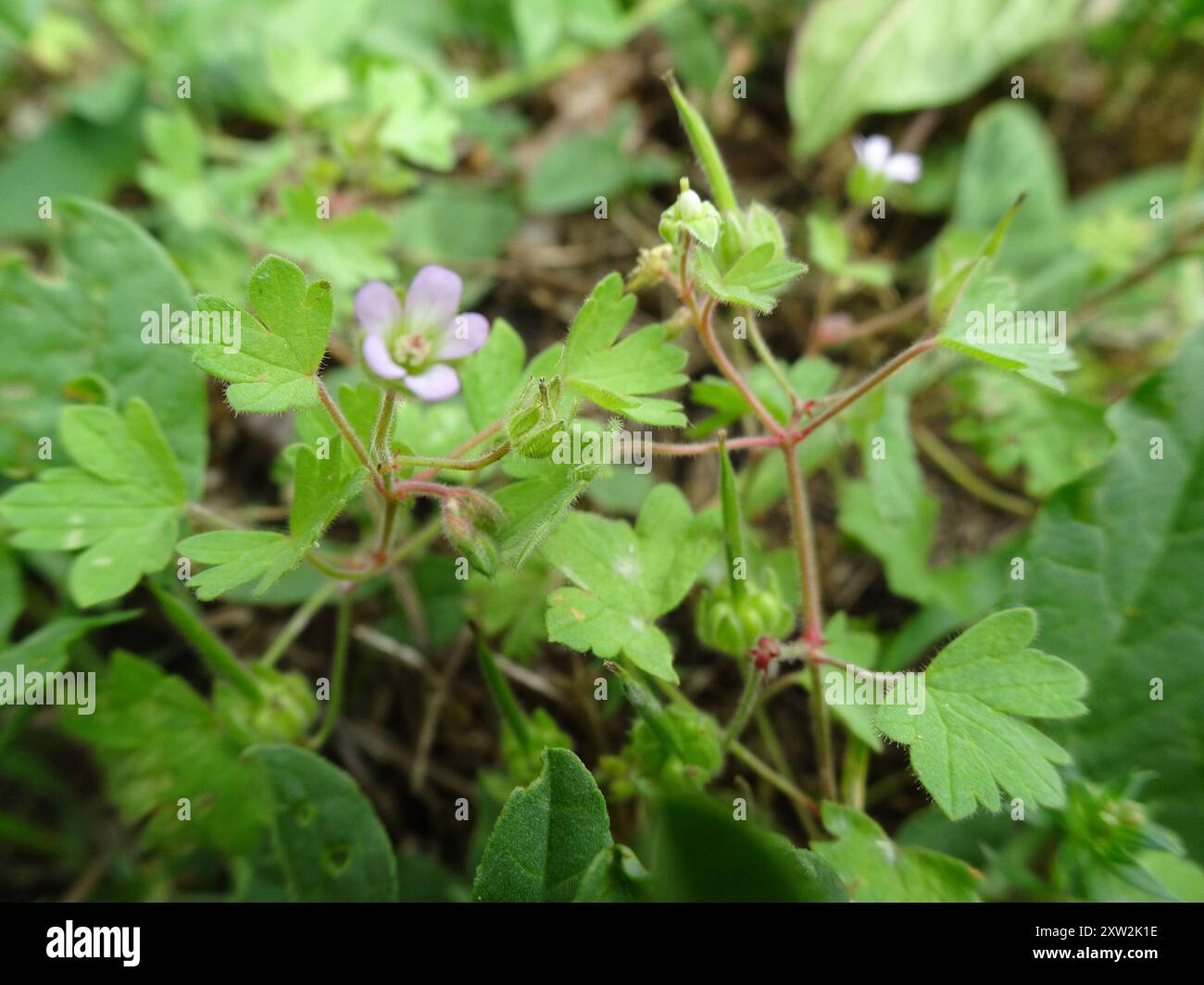 Round-leaved Crane's-bill (Geranium rotundifolium) Plantae Stock Photo ...