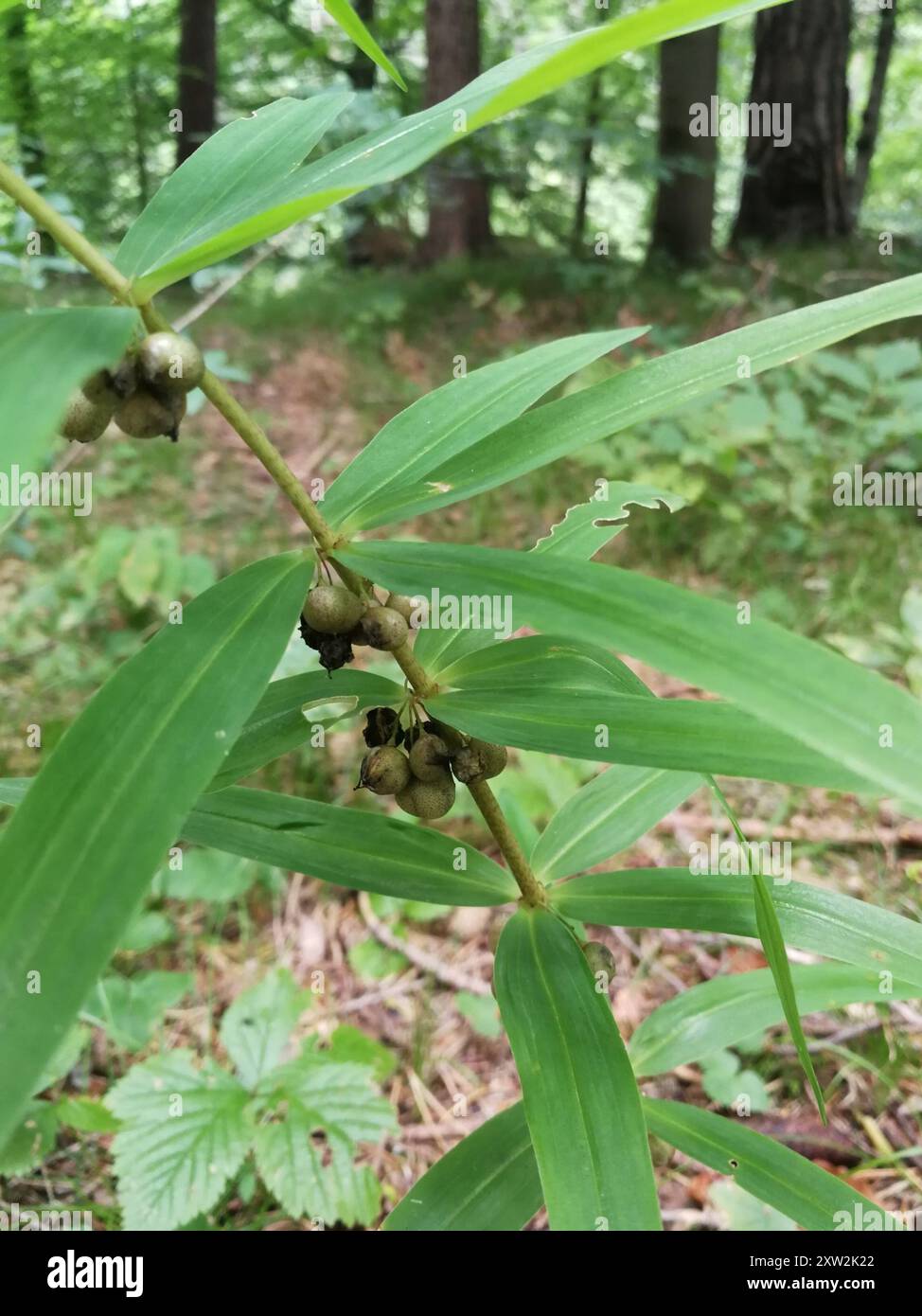 Whorled Solomon's-seal (Polygonatum verticillatum) Plantae Stock Photo ...