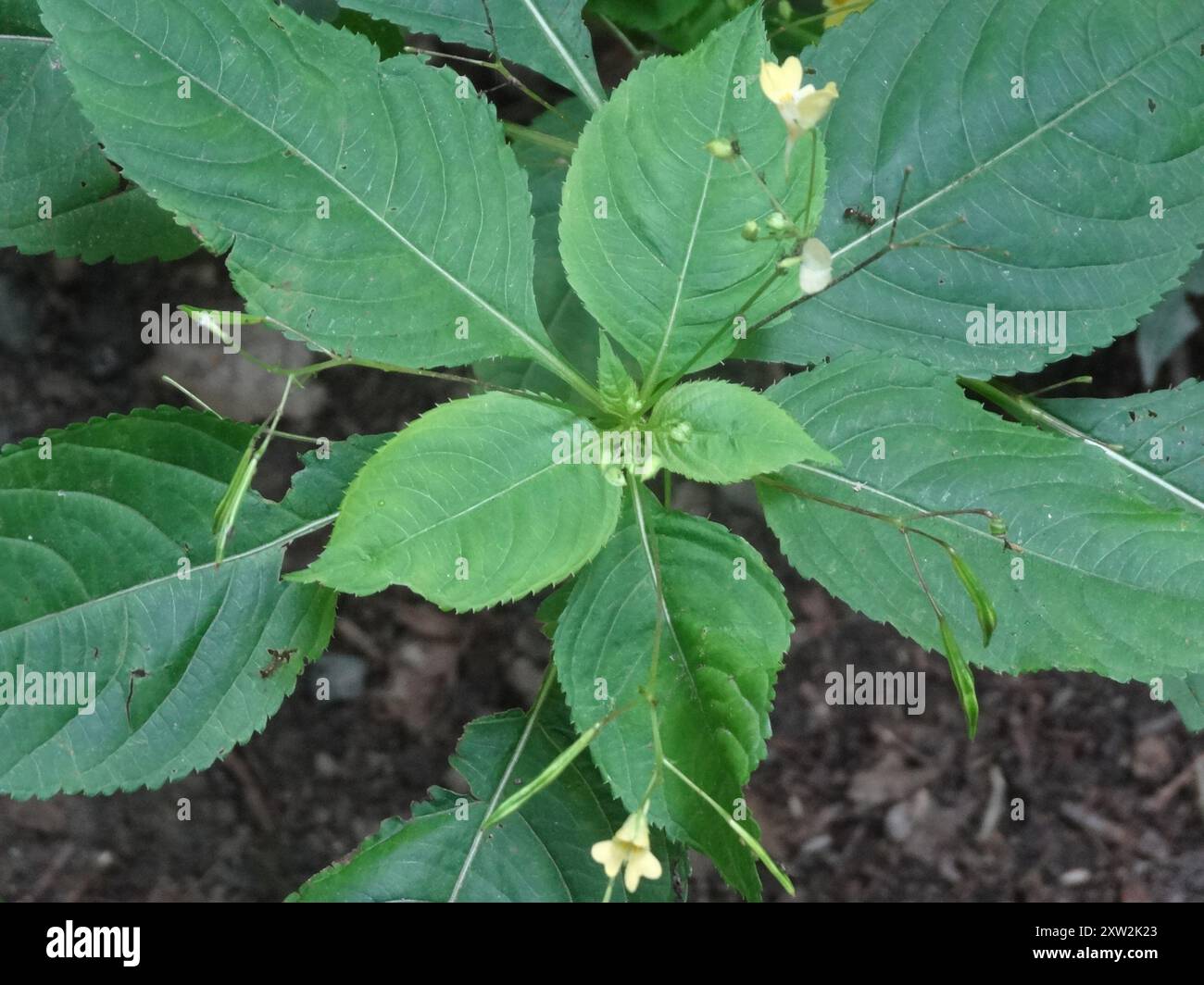 small balsam (Impatiens parviflora) Plantae Stock Photo - Alamy