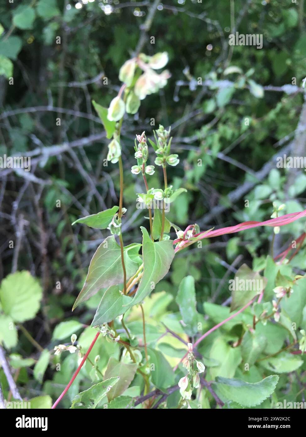 Copse-bindweed (Fallopia dumetorum) Plantae Stock Photo - Alamy