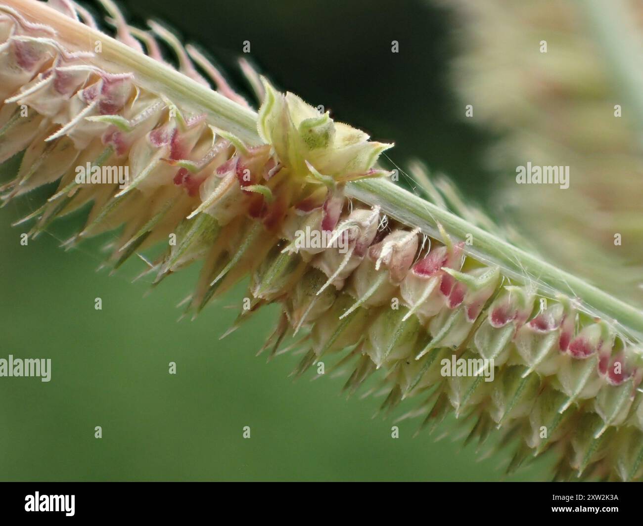 Durban Crowfoot (Dactyloctenium aegyptium) Plantae Stock Photo - Alamy