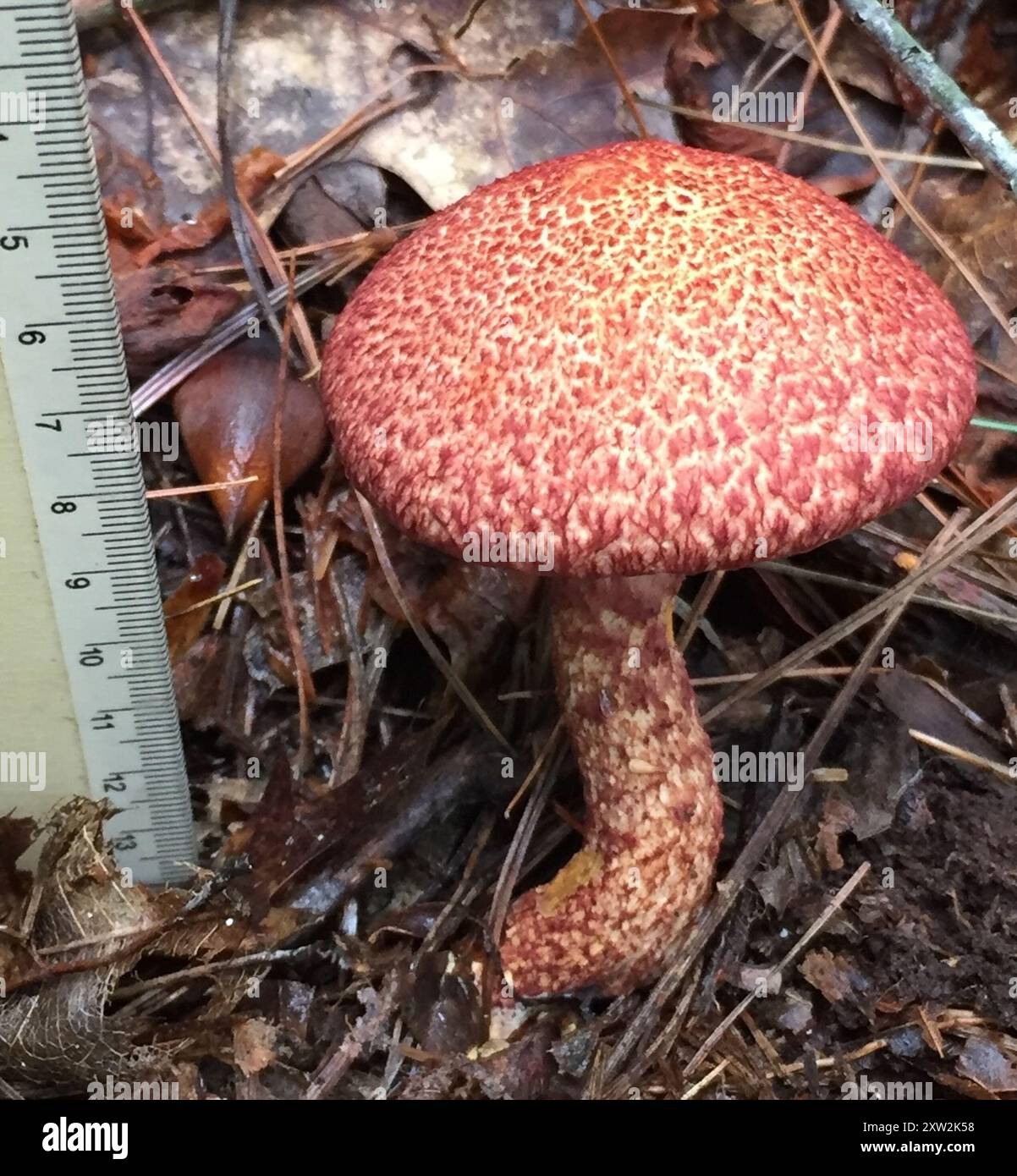 Painted Suillus (Suillus spraguei) Fungi Stock Photo - Alamy