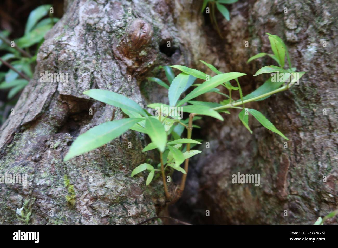 Witels (Platylophus trifoliatus) Plantae Stock Photo - Alamy