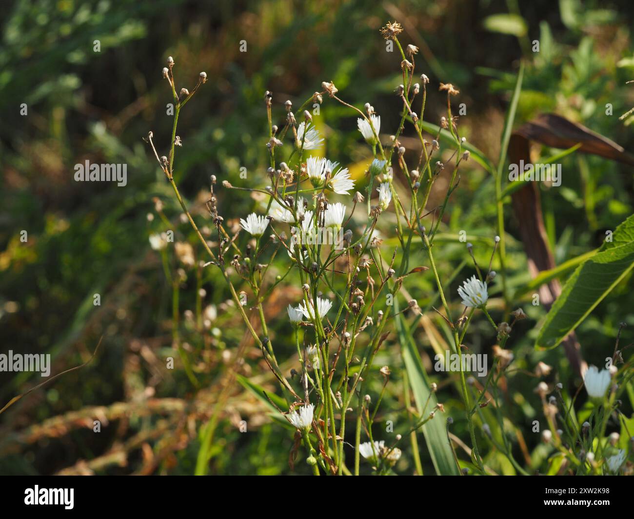 asters and allies (Astereae) Plantae Stock Photo - Alamy