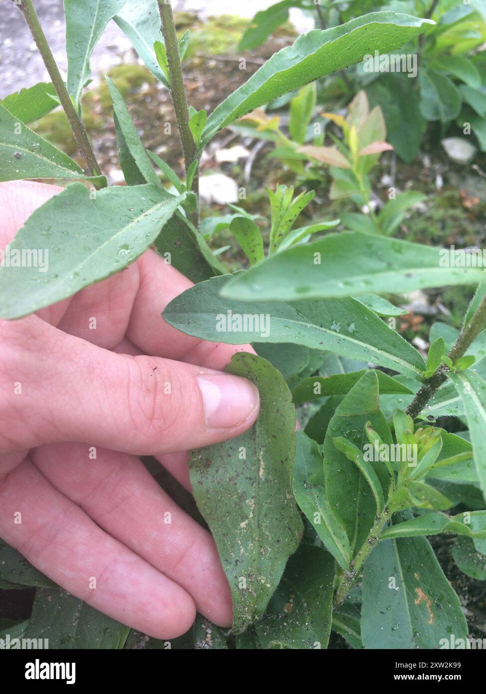 Hairy Goldenrod (Solidago hispida) Plantae Stock Photo - Alamy