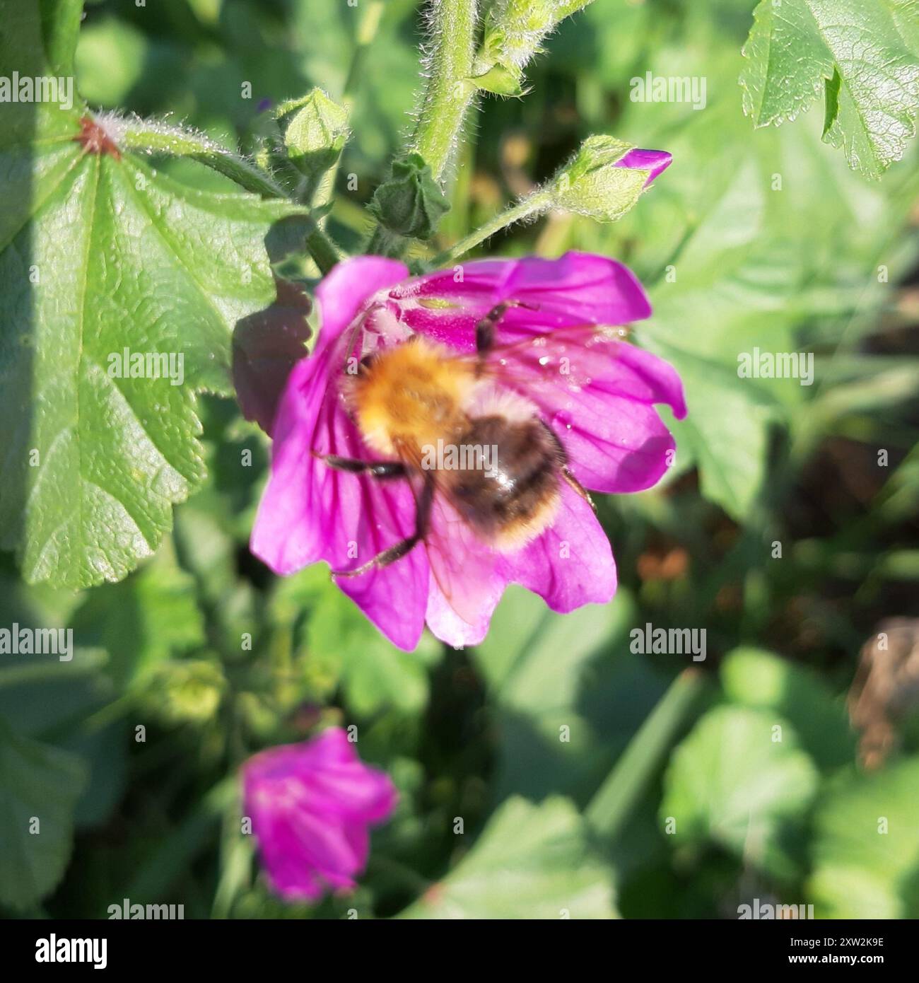 Common Carder Bumble Bee (Bombus pascuorum) Insecta Stock Photo - Alamy