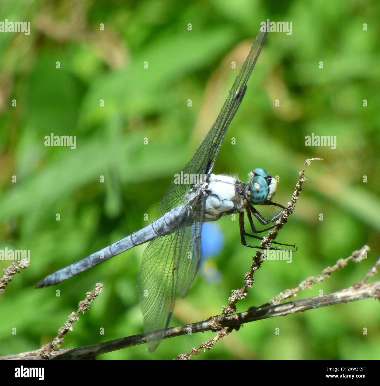 Great Blue Skimmer (Libellula vibrans) Insecta Stock Photo - Alamy