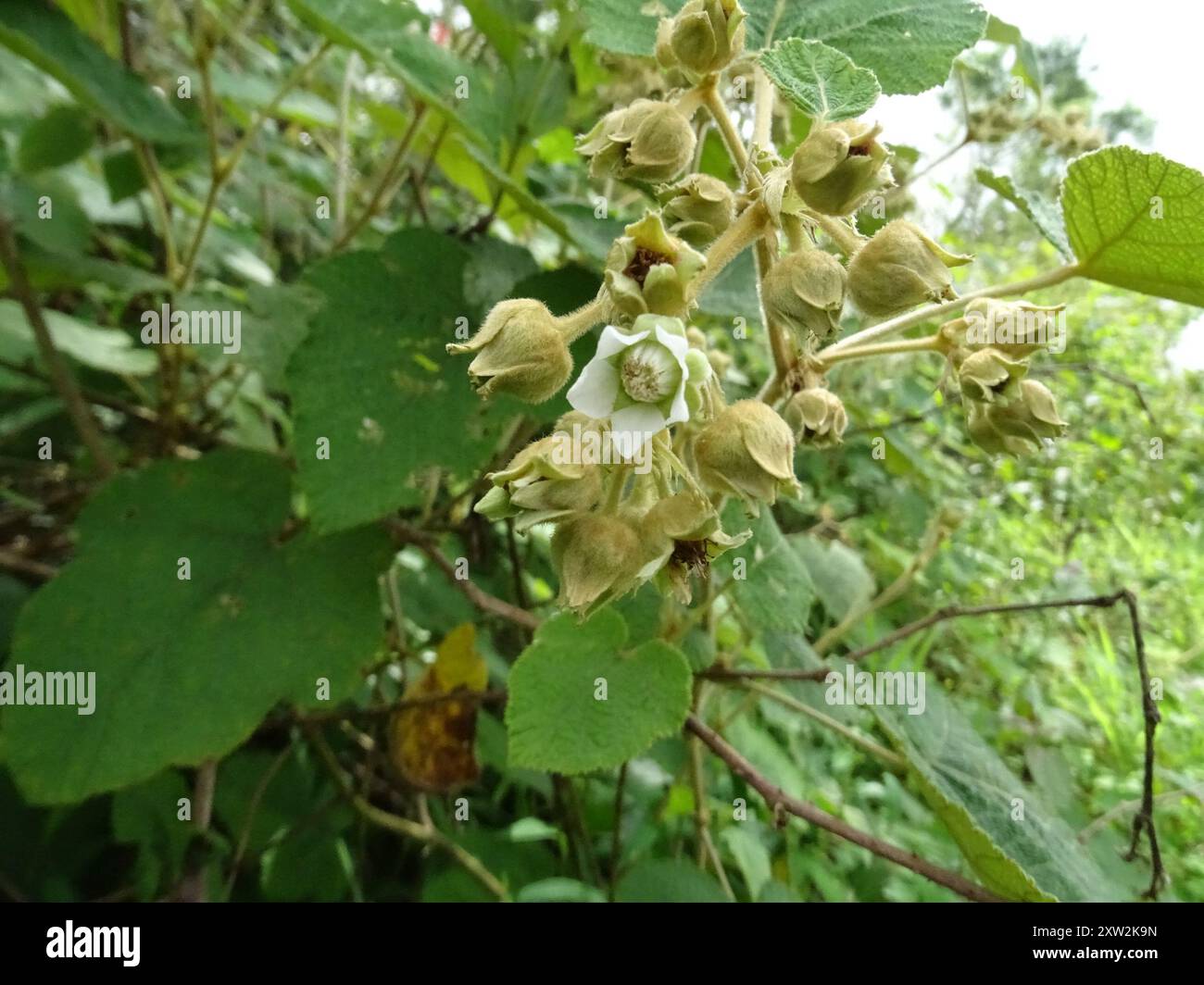 brambles (Rubus) Plantae Stock Photo - Alamy