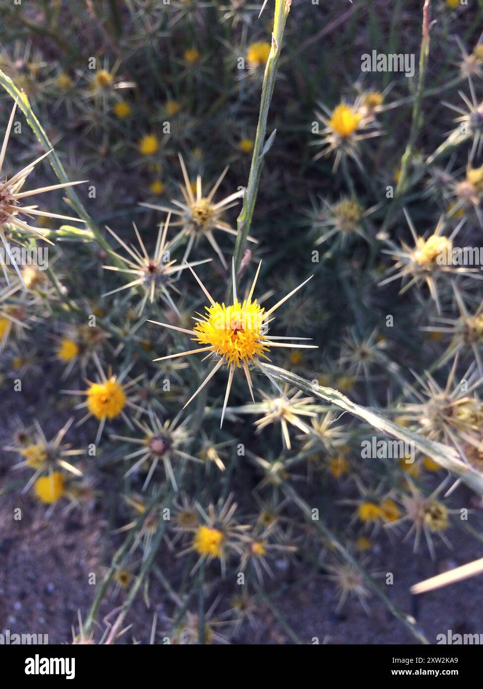 Yellow Star-Thistle (Centaurea solstitialis) Plantae Stock Photo - Alamy