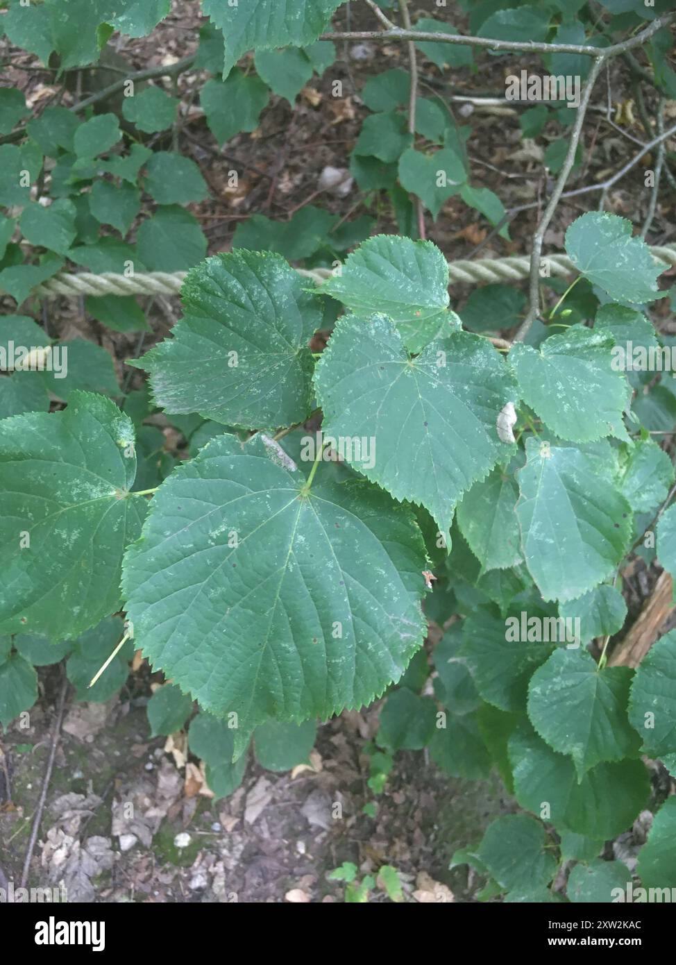 Small-leaved Lime (Tilia cordata) Plantae Stock Photo - Alamy