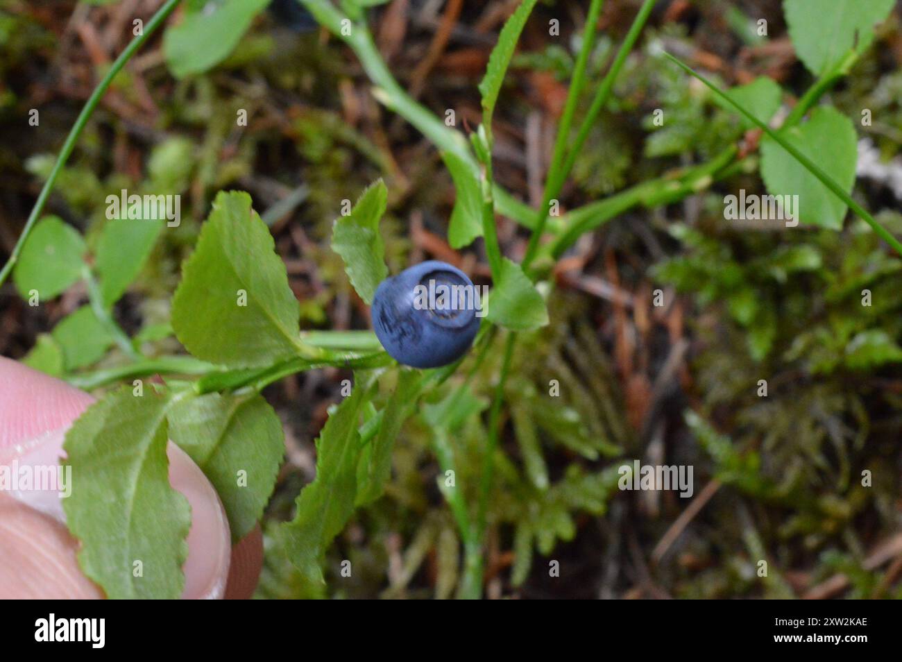 common bilberry (Vaccinium myrtillus) Plantae Stock Photo - Alamy
