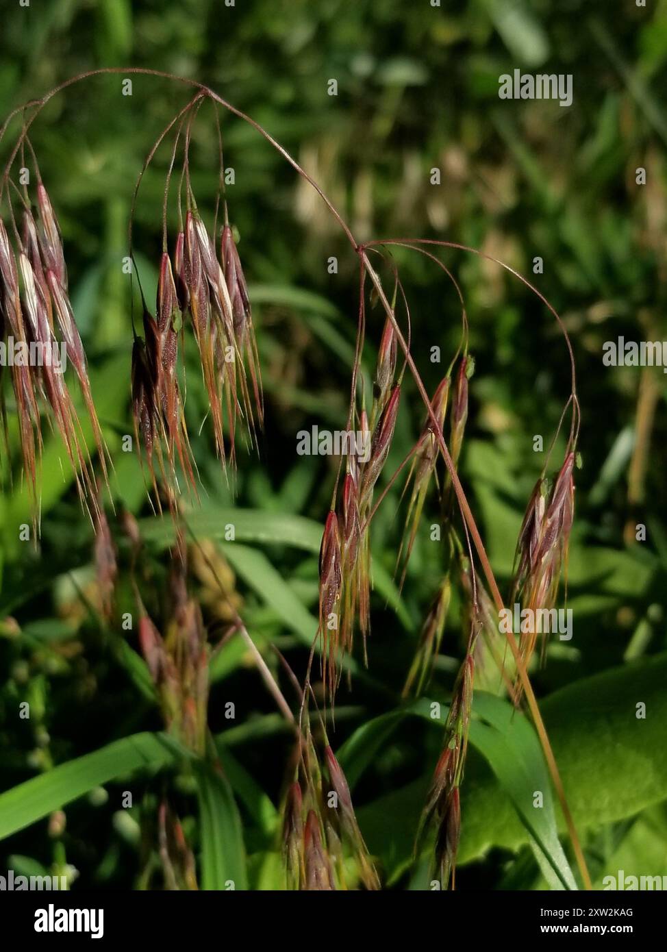 Cheatgrass (Bromus tectorum) Plantae Stock Photo - Alamy