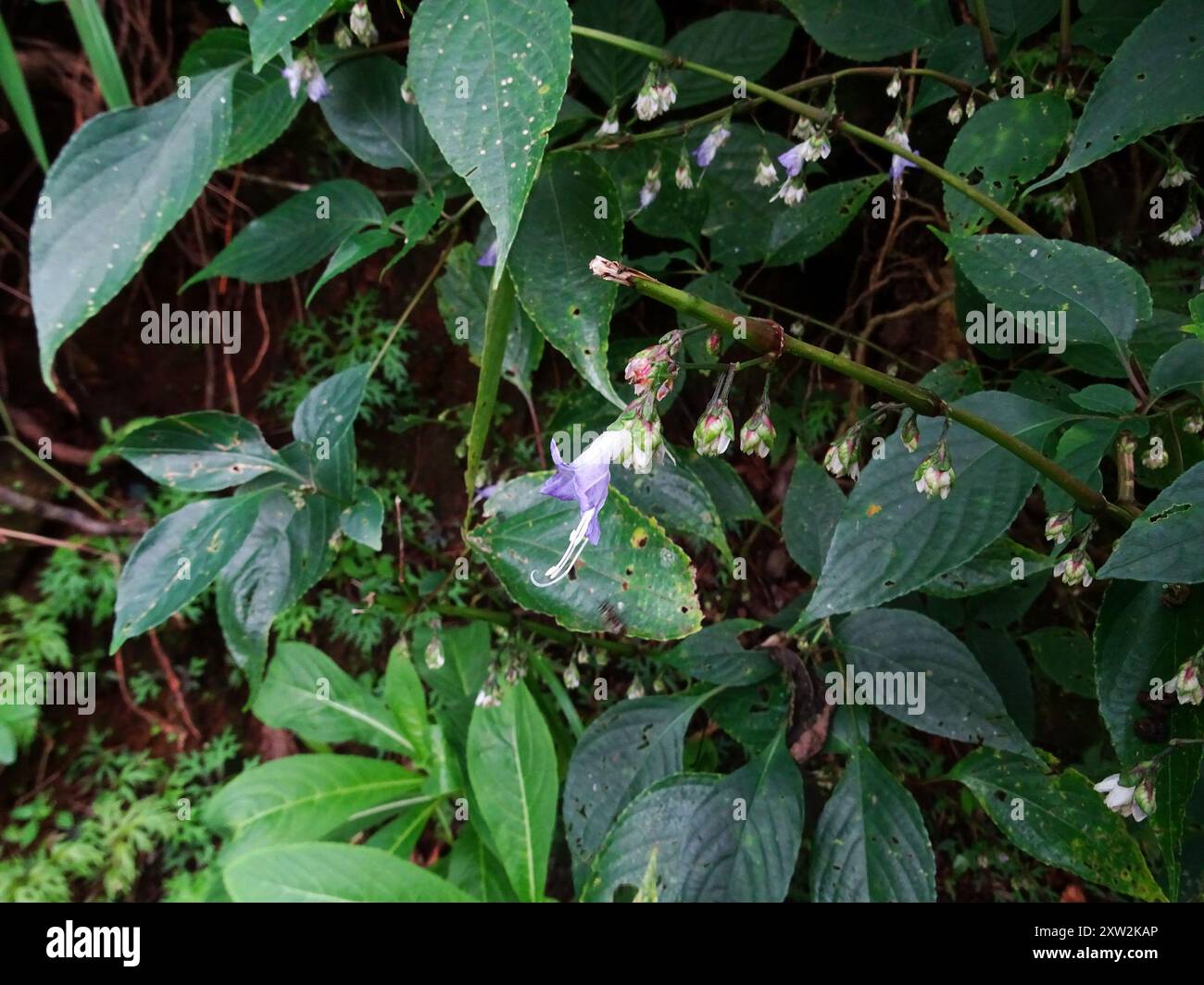 Strobilanthes ciliata hi-res stock photography and images - Alamy