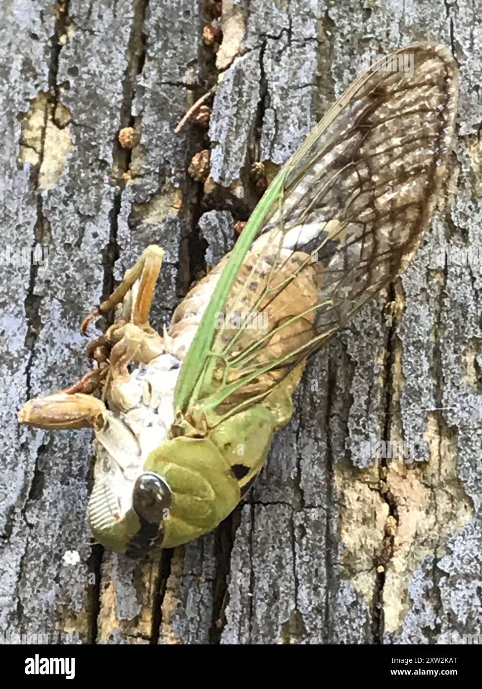 Superb Dog-day Cicada (Neotibicen superbus) Insecta Stock Photo - Alamy