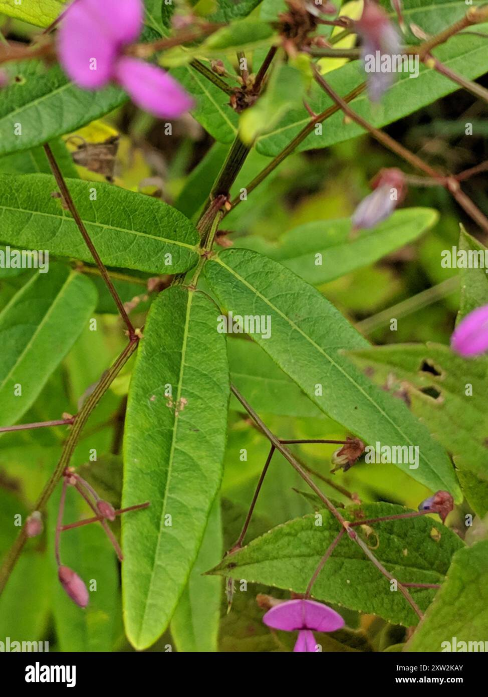 panicled ticktrefoil (Desmodium paniculatum) Plantae Stock Photo - Alamy