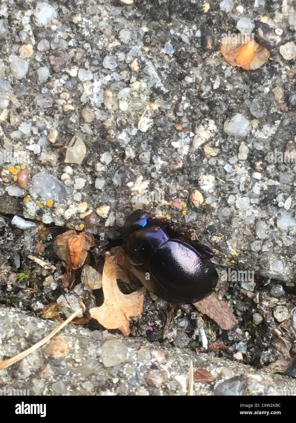 violet leaf beetle (Chrysolina sturmi) Insecta Stock Photo - Alamy