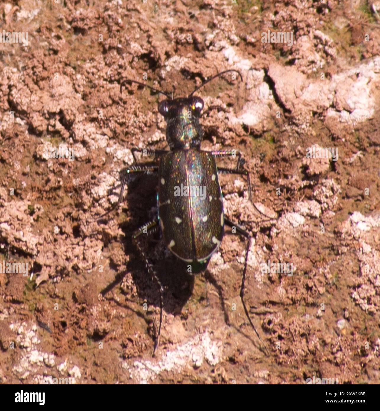 Punctured Tiger Beetle (Cicindela punctulata) Insecta Stock Photo - Alamy