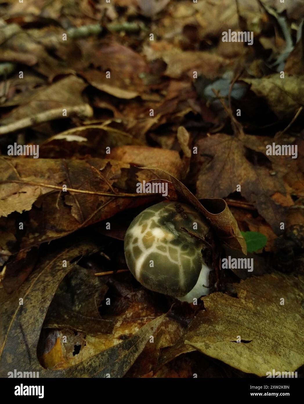 Blue-green Cracking Russula (Russula parvovirescens) Fungi Stock Photo ...