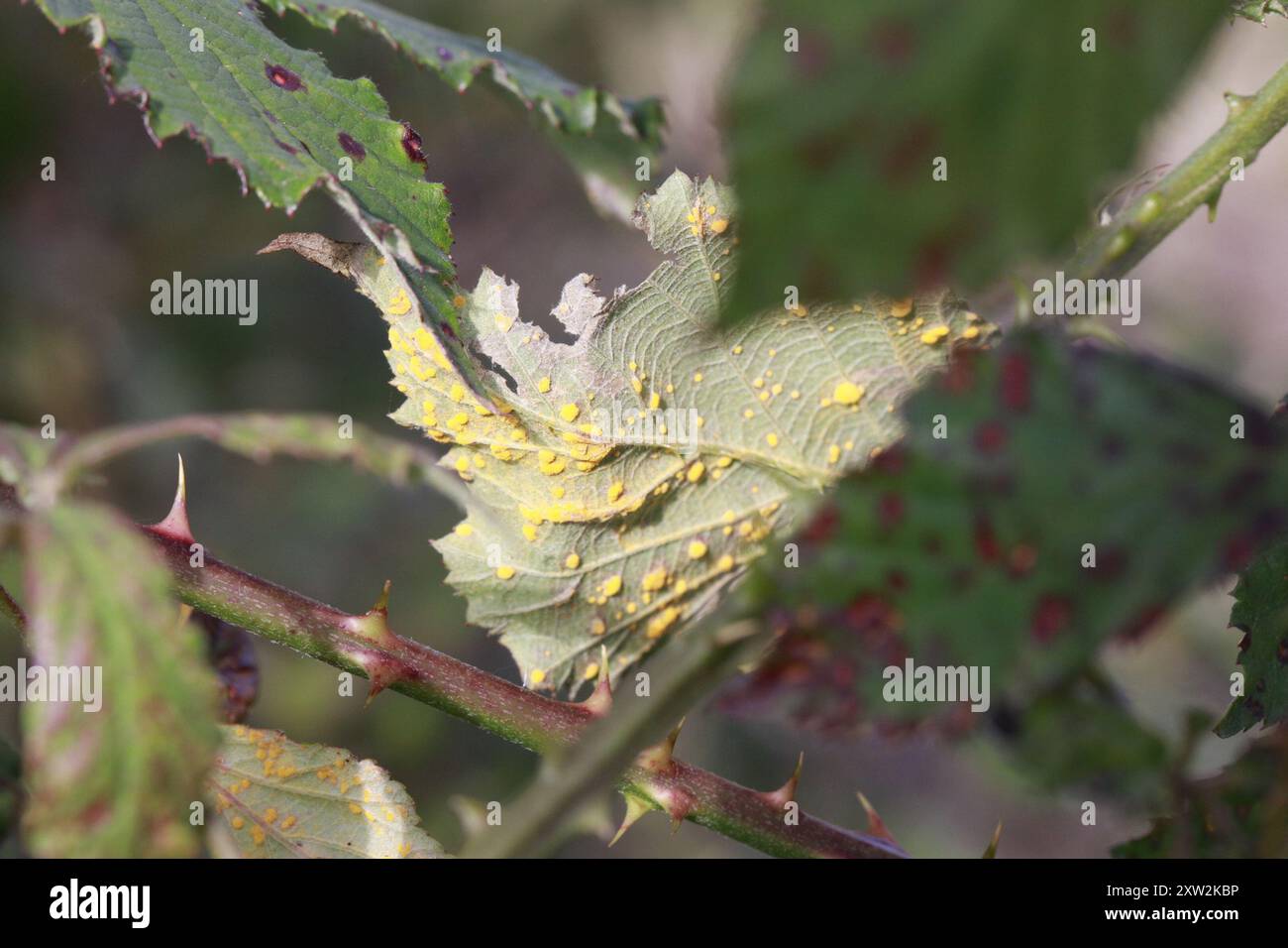 Rubus rust (Phragmidium violaceum) Fungi Stock Photo - Alamy