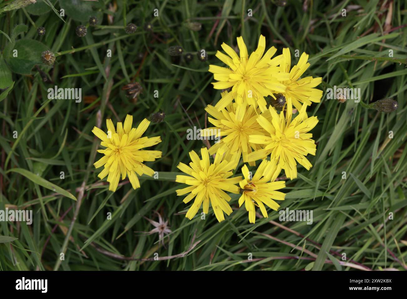 Autumn Hawkbit (Scorzoneroides autumnalis) Plantae Stock Photo - Alamy