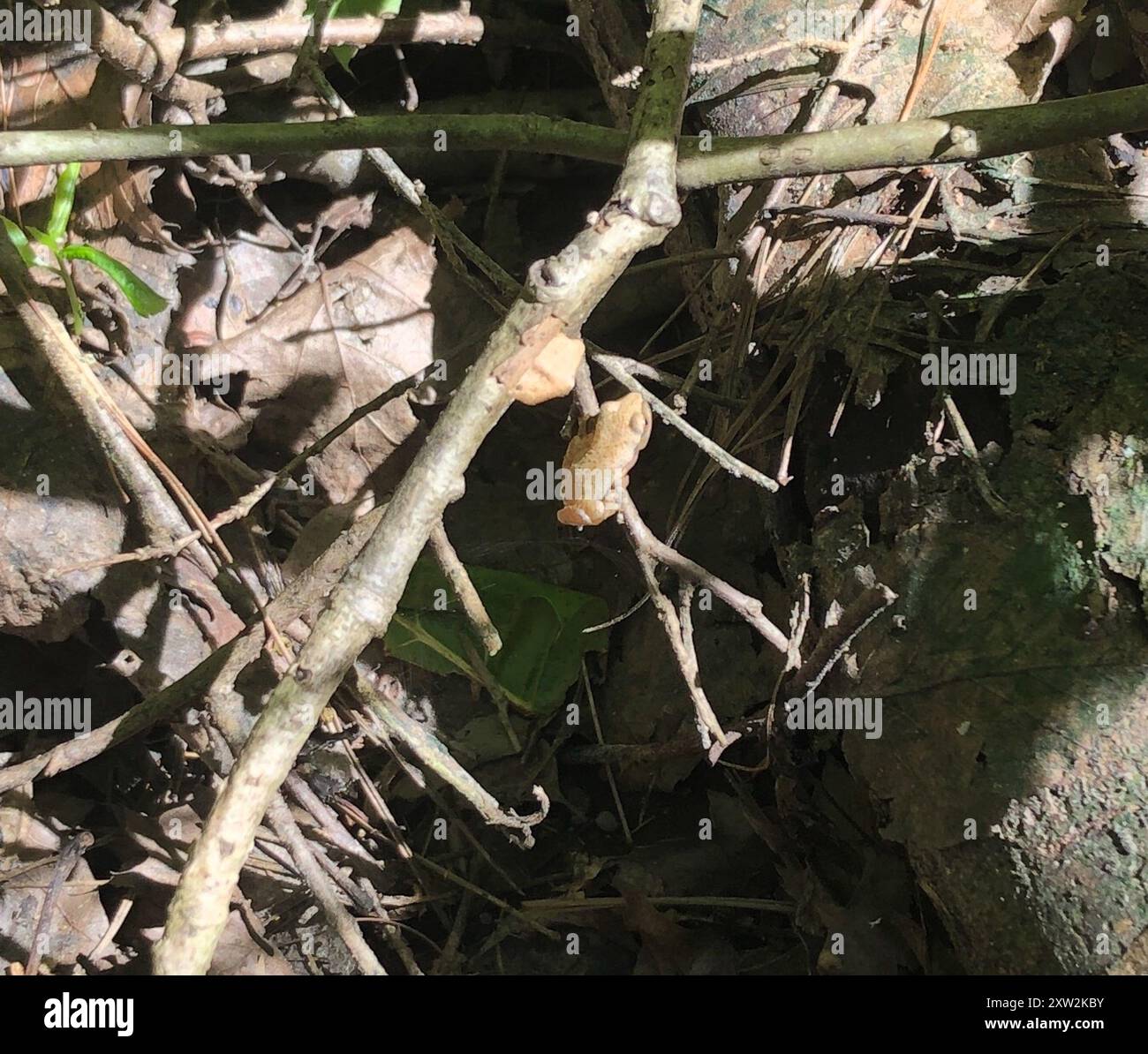 Spring Peeper (Pseudacris crucifer) Amphibia Stock Photo - Alamy