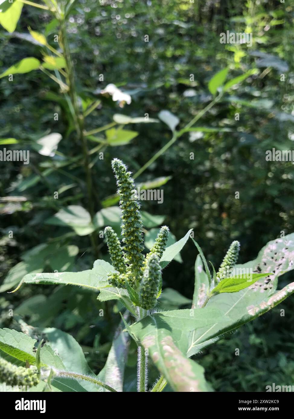 giant ragweed (Ambrosia trifida) Plantae Stock Photo - Alamy