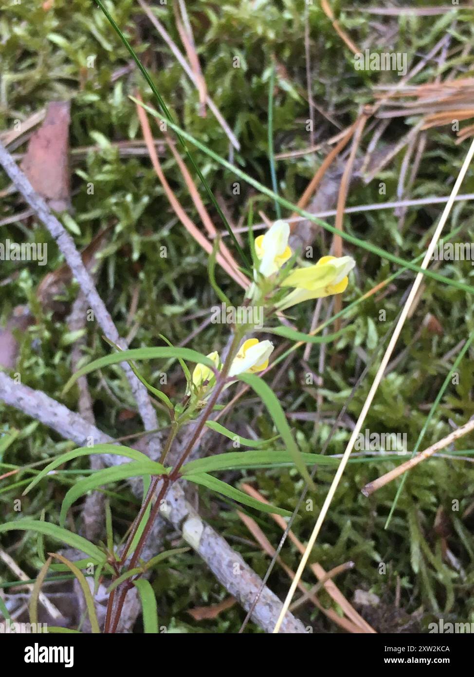 Common Cow-wheat (Melampyrum pratense) Plantae Stock Photo - Alamy
