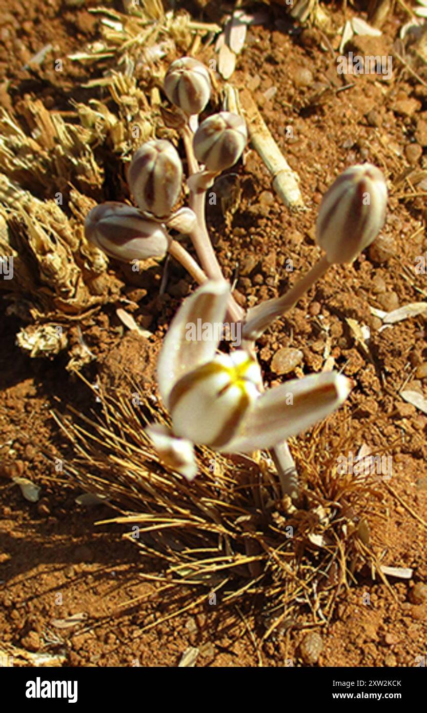 Thick Slime-lily (Albuca setosa) Plantae Stock Photo - Alamy