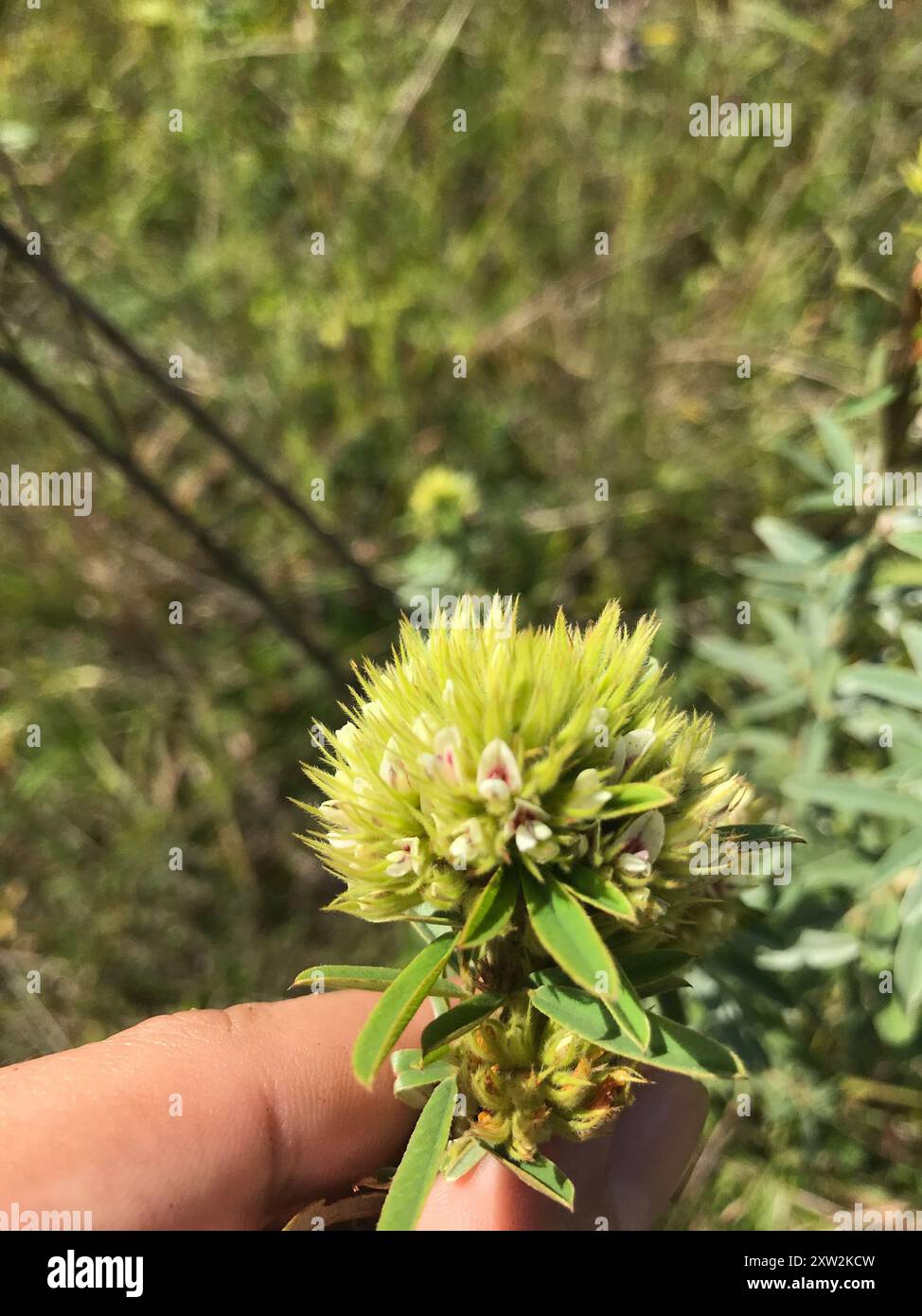 round-headed bush clover (Lespedeza capitata) Plantae Stock Photo - Alamy