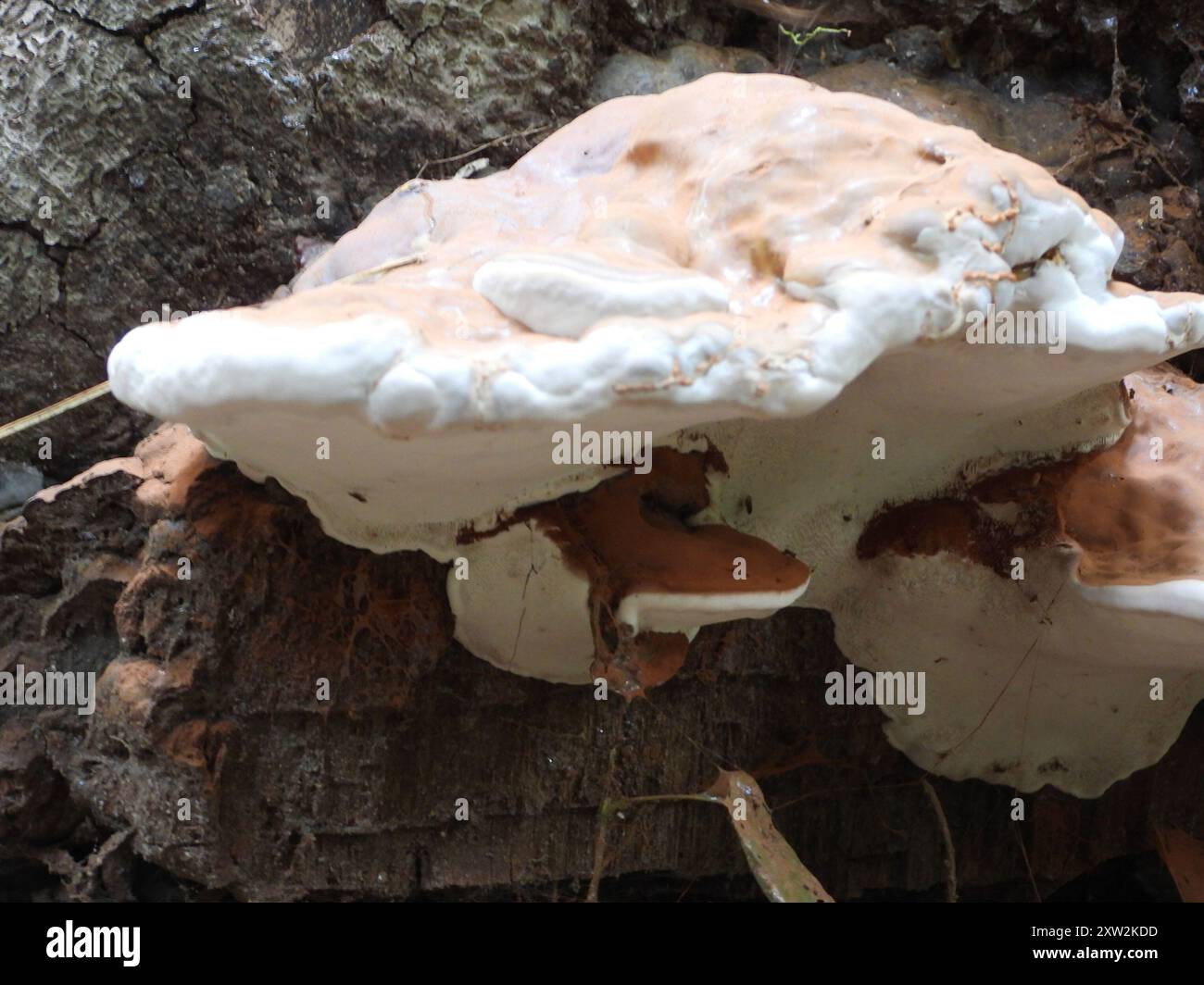 artist's bracket (Ganoderma applanatum) Fungi Stock Photo - Alamy