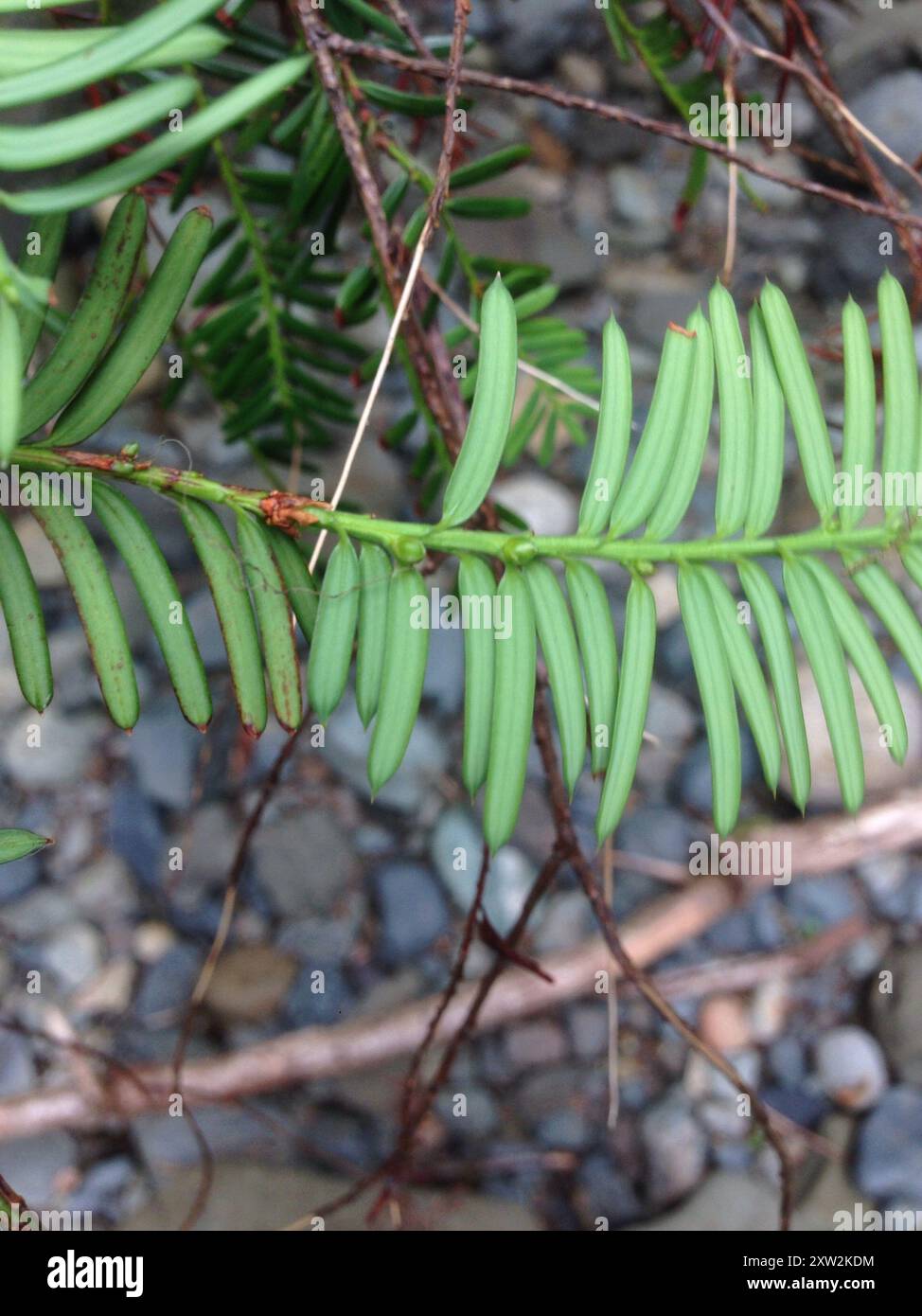 Pacific yew (Taxus brevifolia) Plantae Stock Photo - Alamy