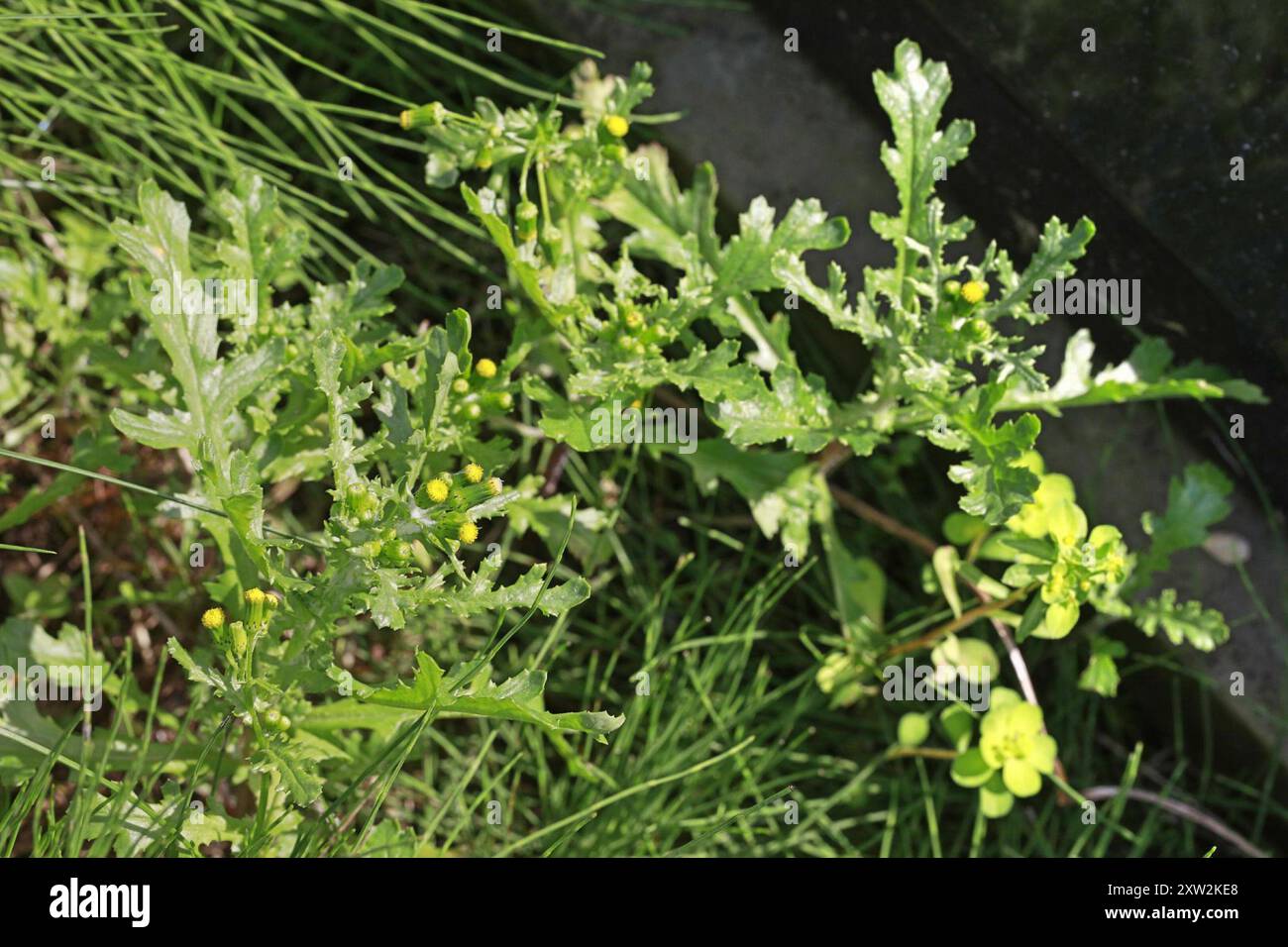 common groundsel (Senecio vulgaris) Plantae Stock Photo - Alamy