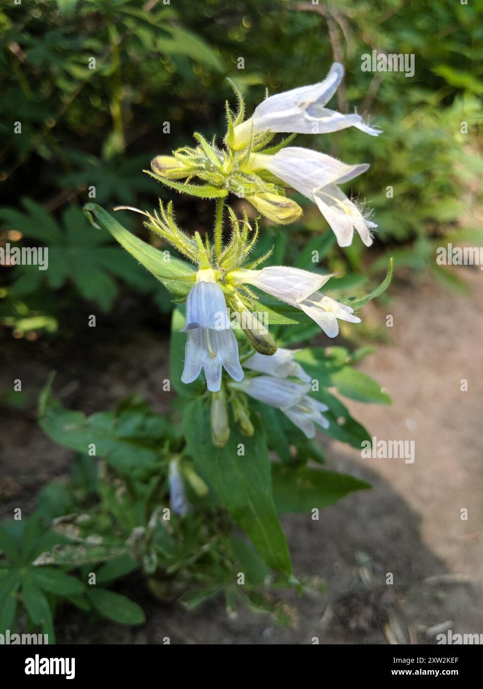 Whipple's penstemon (Penstemon whippleanus) Plantae Stock Photo - Alamy
