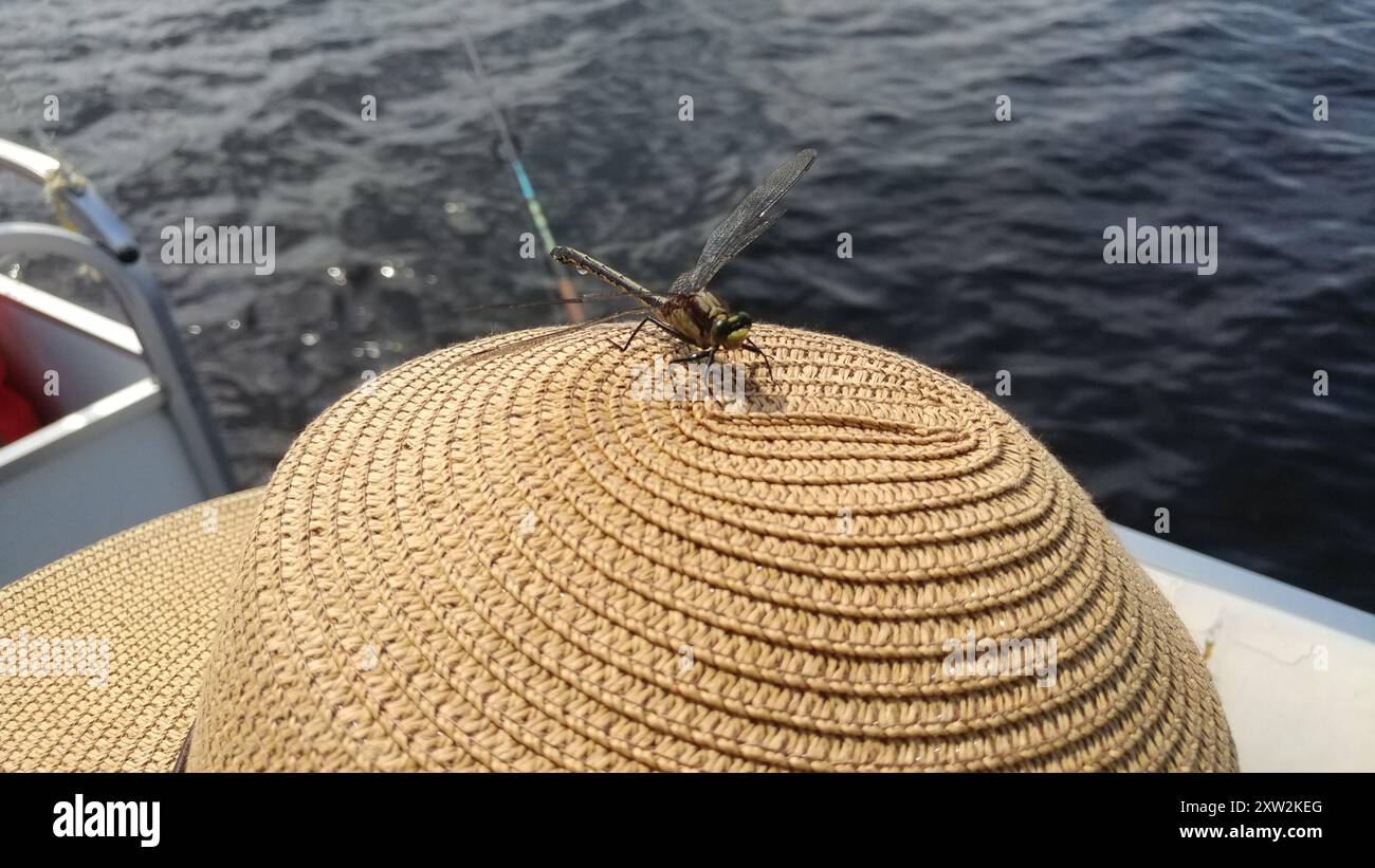 Black-shouldered Spinyleg (Dromogomphus spinosus) Insecta Stock Photo ...