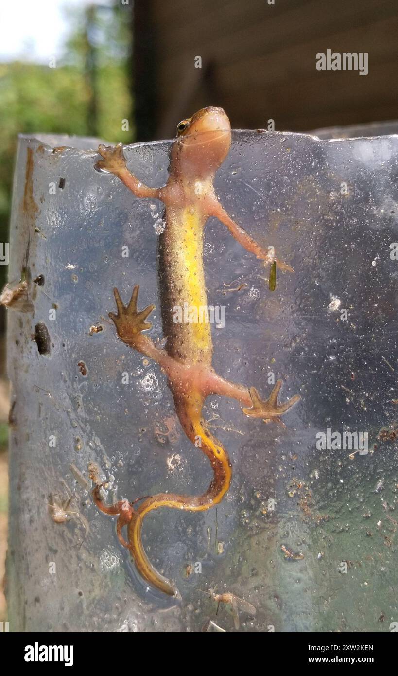 Palmate Newt (Lissotriton helveticus) Amphibia Stock Photo - Alamy