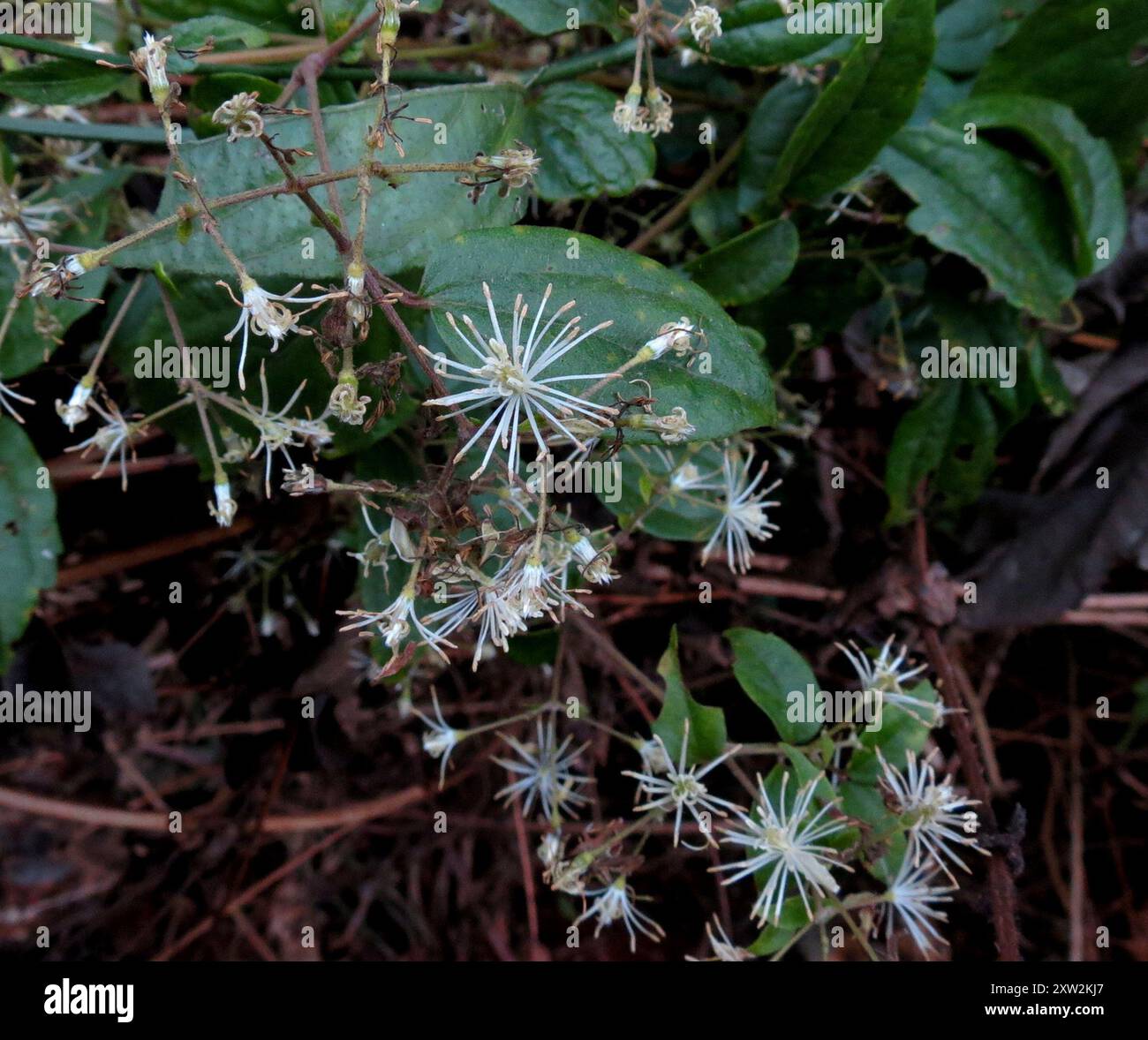 Java Clematis (Clematis javana) Plantae Stock Photo - Alamy